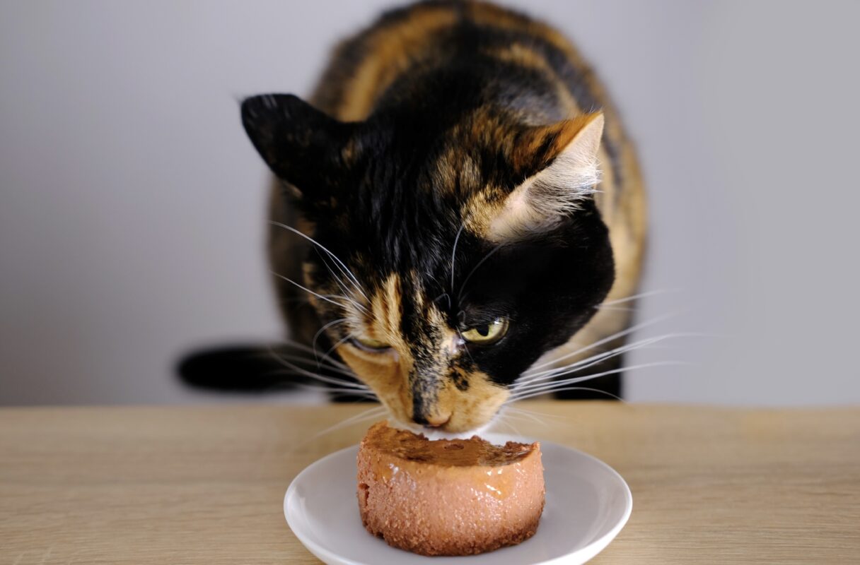 Cat Feeding Routines: 6 Best Practices | Cats With Jazz