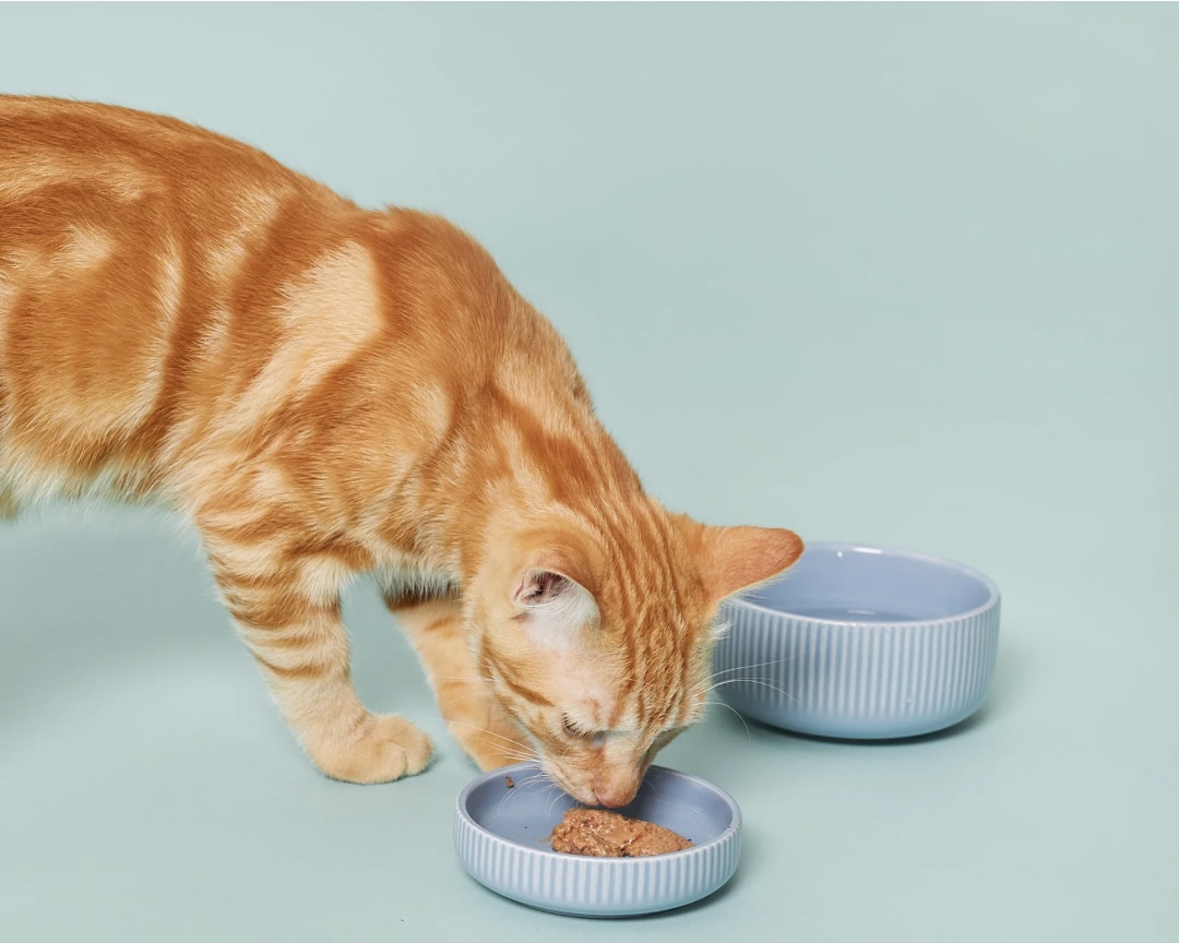 10 Amazing Wet Cat Food Brands | Cats With Jazz | Blog